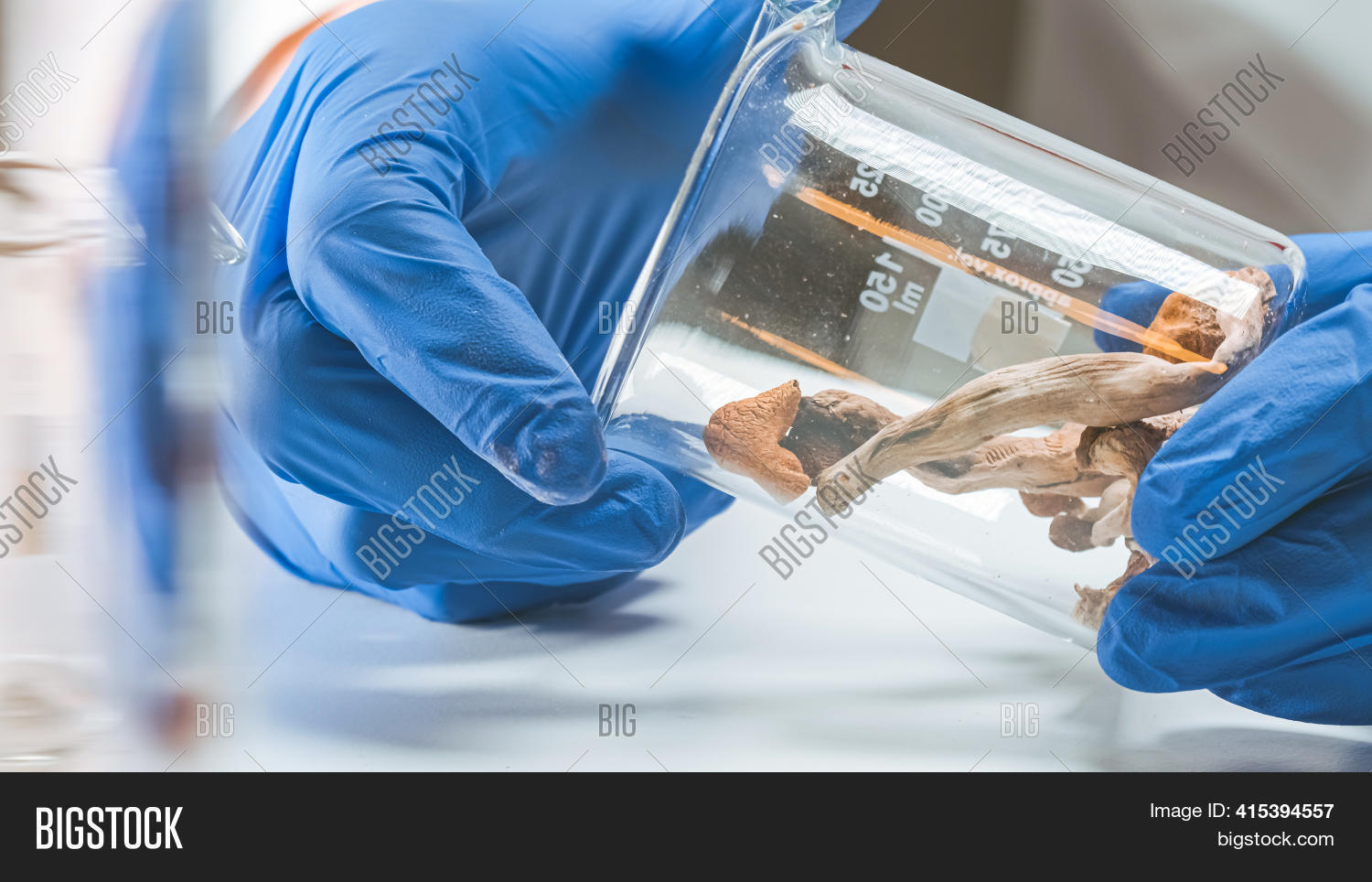 Magic Mushrooms Image & Photo (Free Trial) | Bigstock