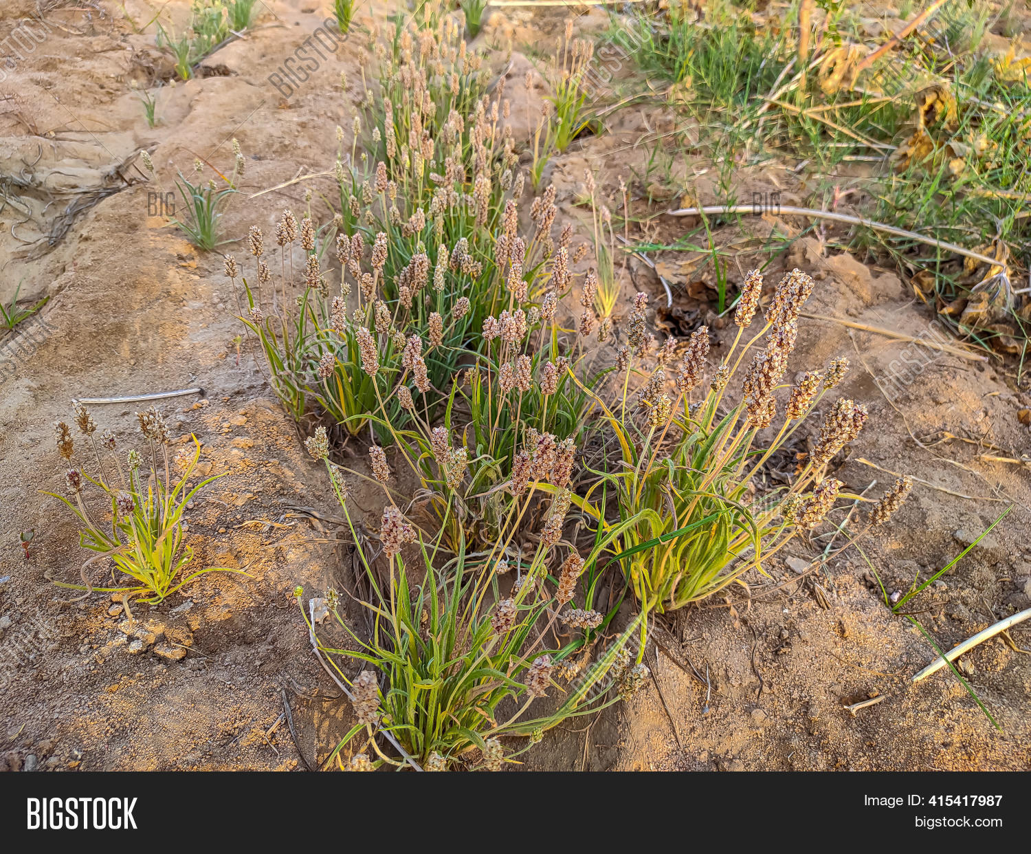 Psyllium Ancient Image & Photo (Free Trial) | Bigstock