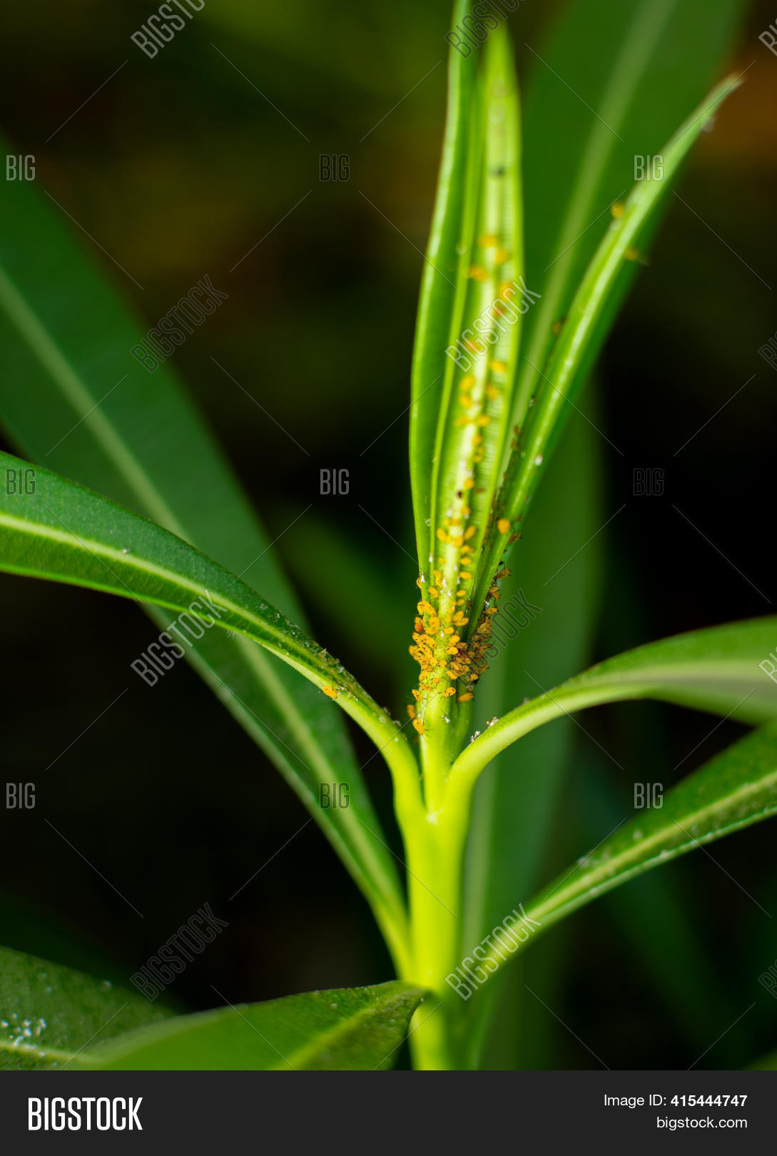 Oleander Aphids Known Image & Photo (Free Trial) | Bigstock