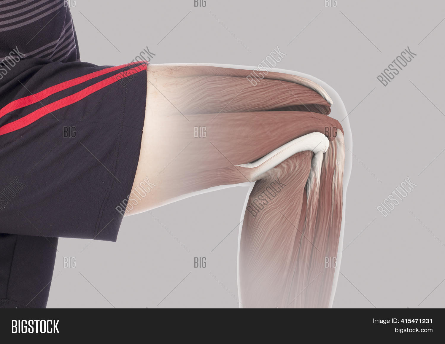 Knee Muscle 이미지 및 사진(무료 체험) | Bigstock