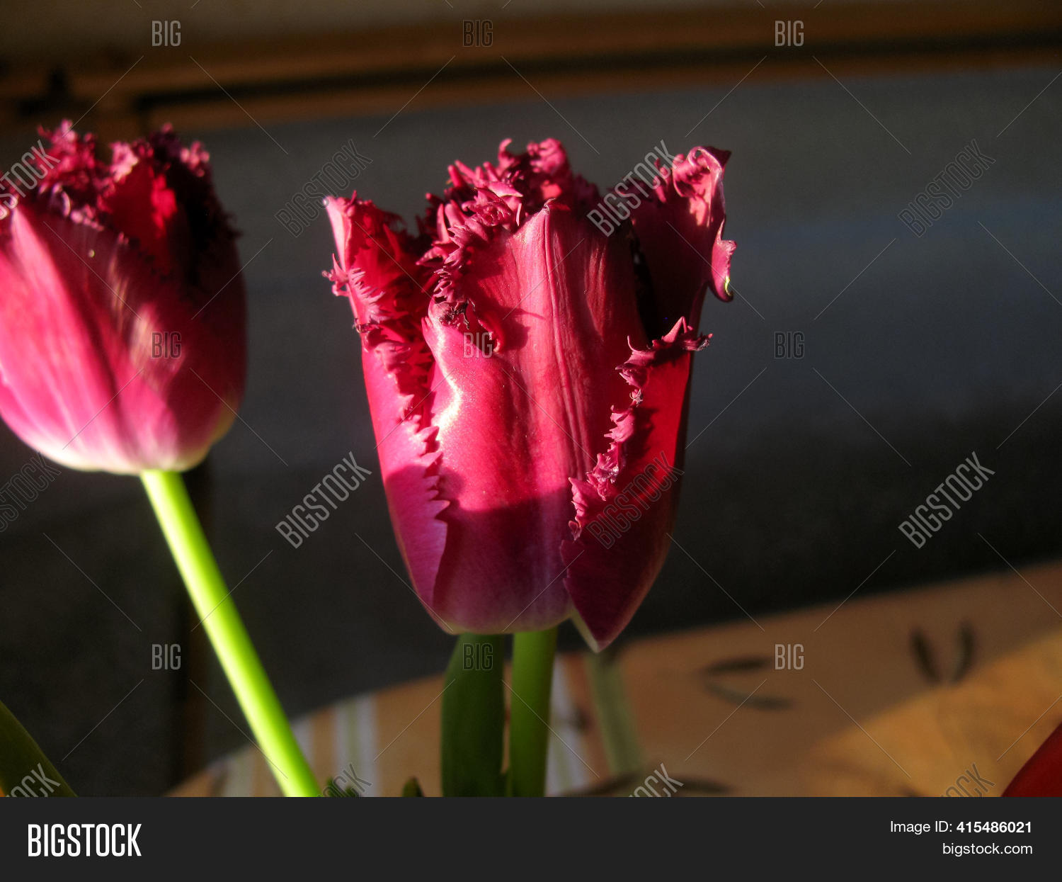 Purple Blooming Tulip Image & Photo (Free Trial) | Bigstock