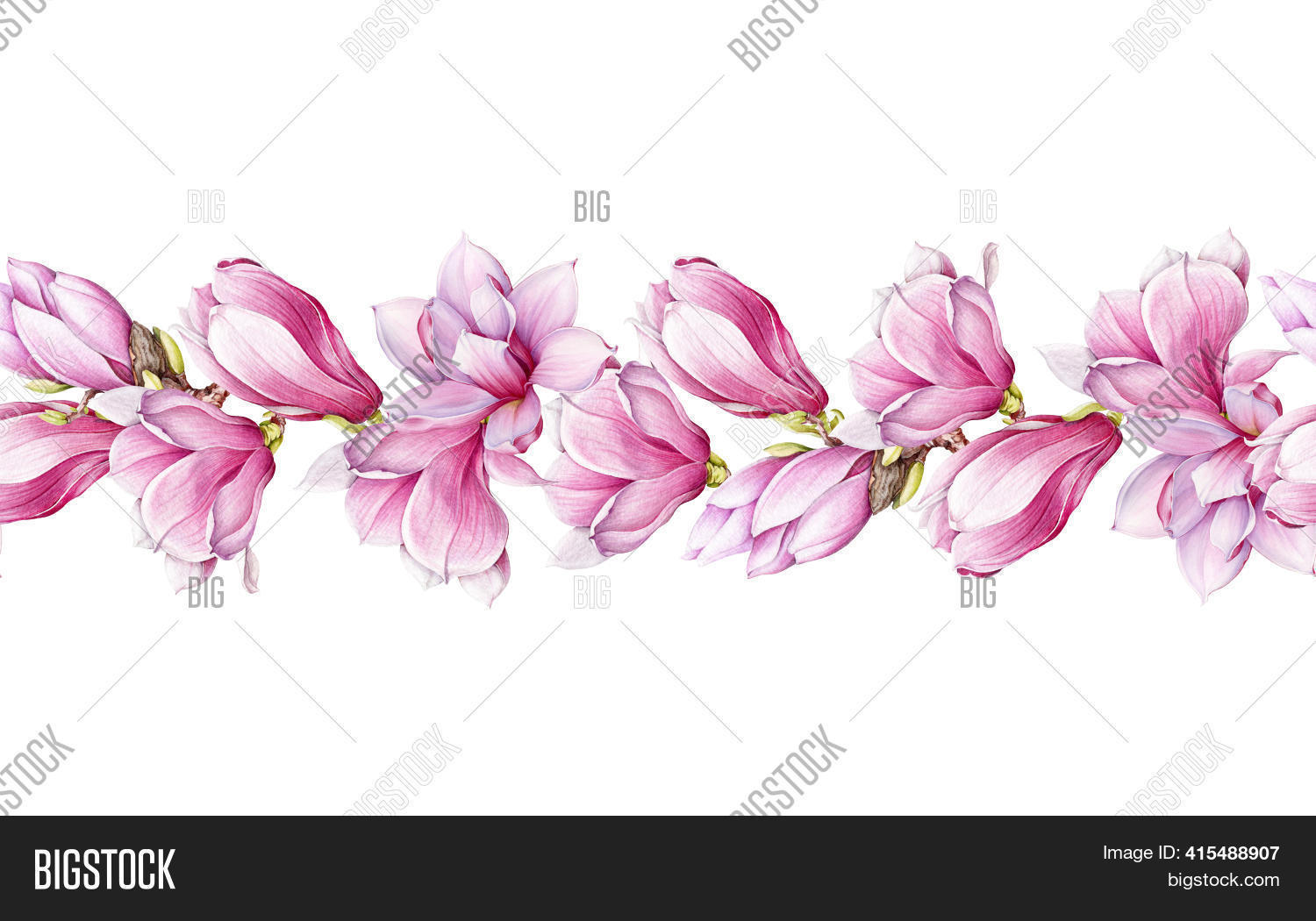 Magnolia Flower Image & Photo (Free Trial) | Bigstock