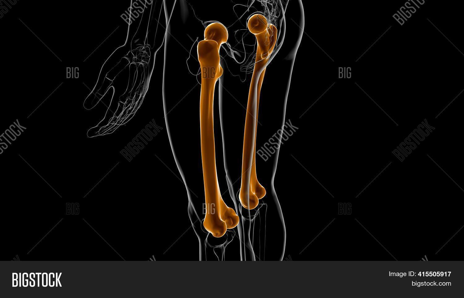 Human Skeleton Anatomy Image & Photo (Free Trial) | Bigstock