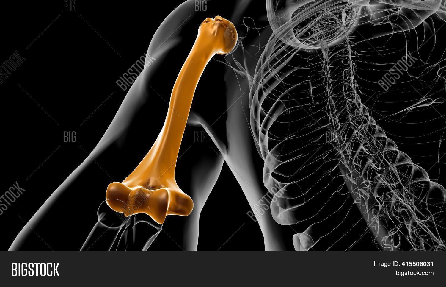 Human Skeleton Anatomy Image & Photo (Free Trial) | Bigstock