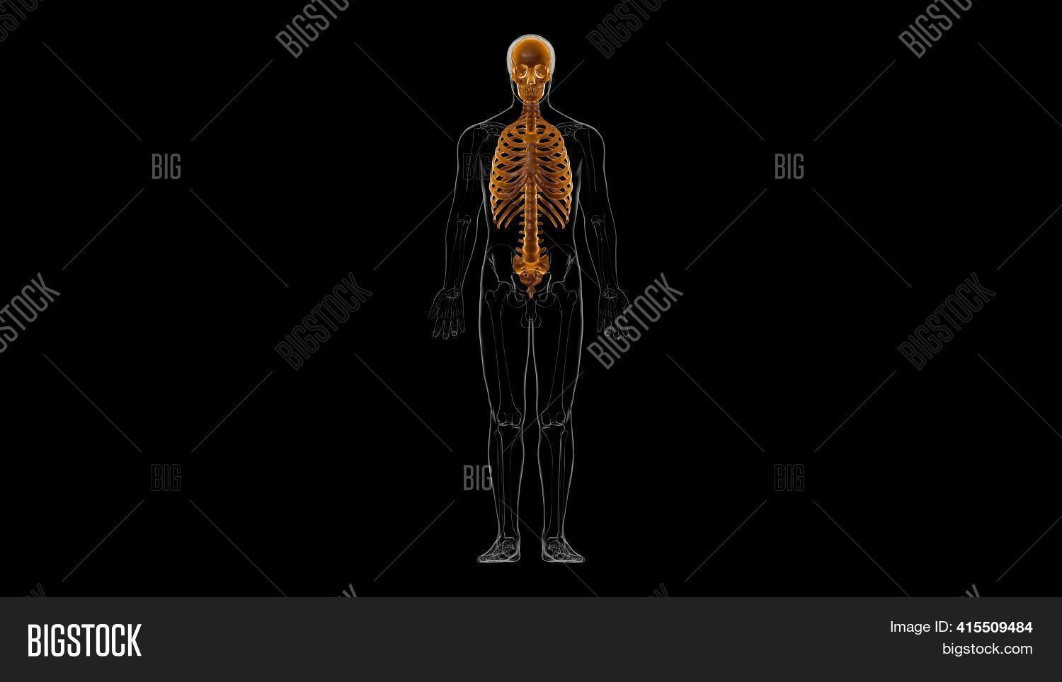 Human Skeleton Axial Image & Photo (Free Trial) | Bigstock