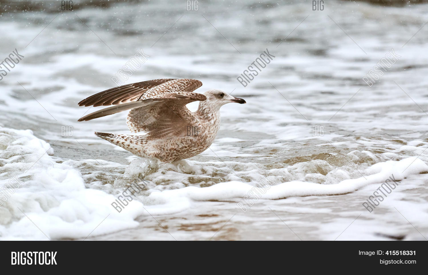 Yellow-legged Gull, Image & Photo (Free Trial) | Bigstock