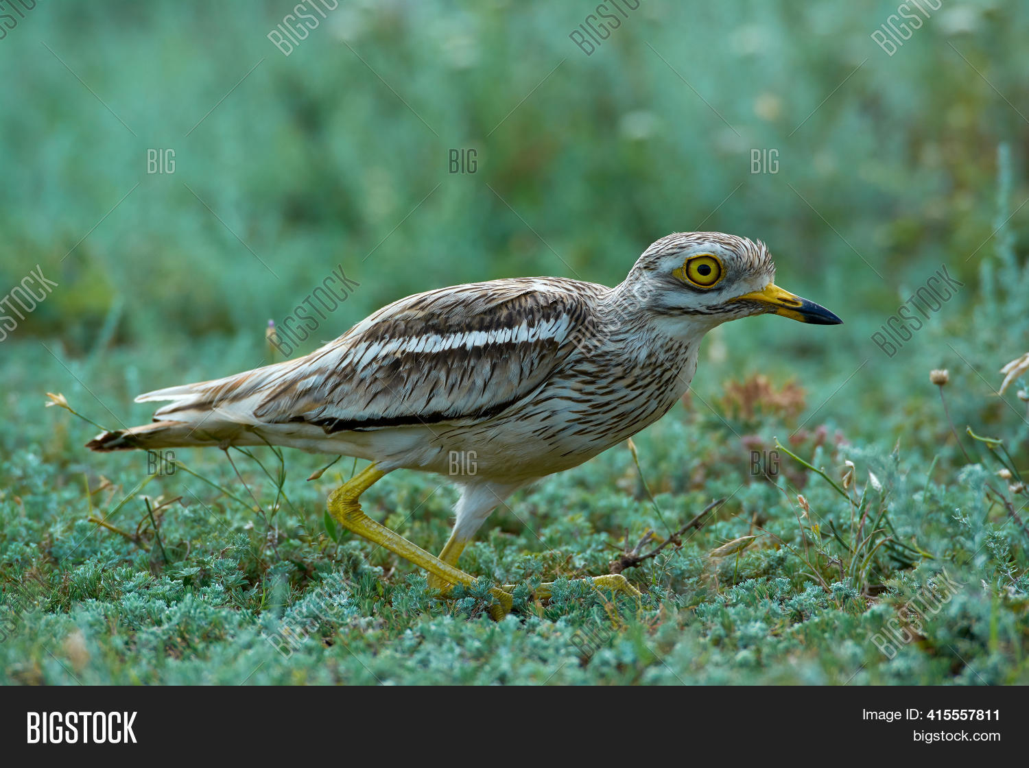 Burhinus Oedicnemus On Image & Photo (Free Trial) | Bigstock