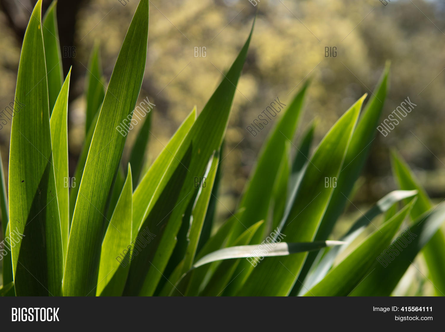 Green Plants Pointed Image & Photo (Free Trial) | Bigstock