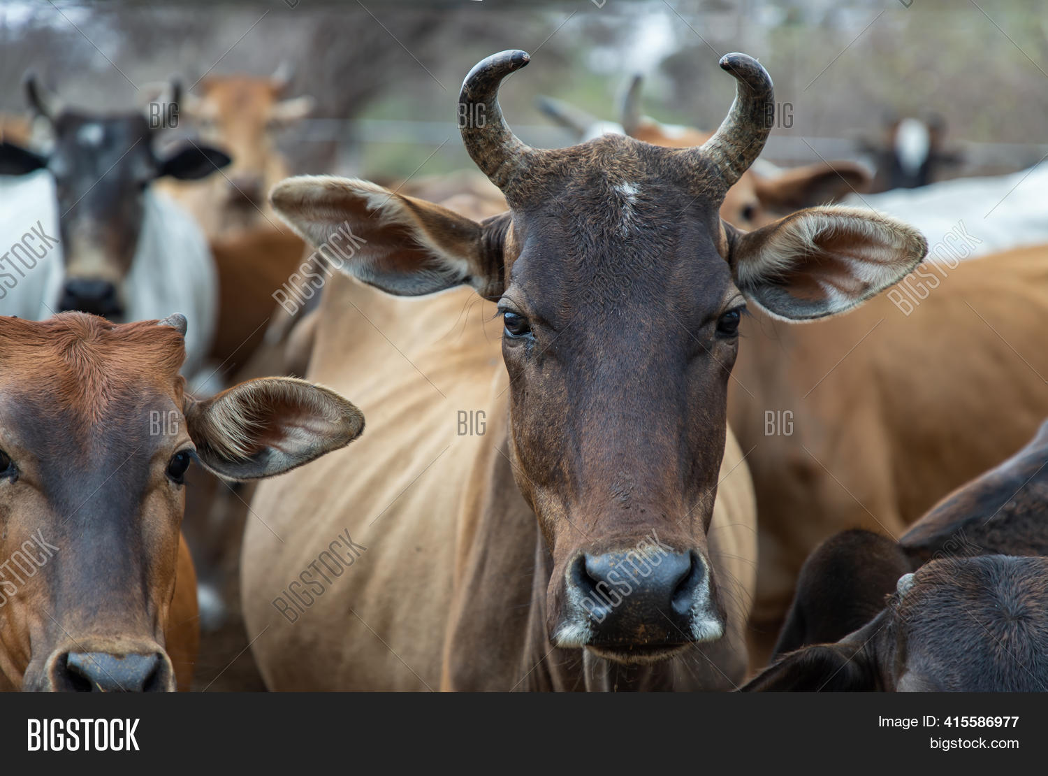 Brown Horned Cows Image & Photo (Free Trial) | Bigstock
