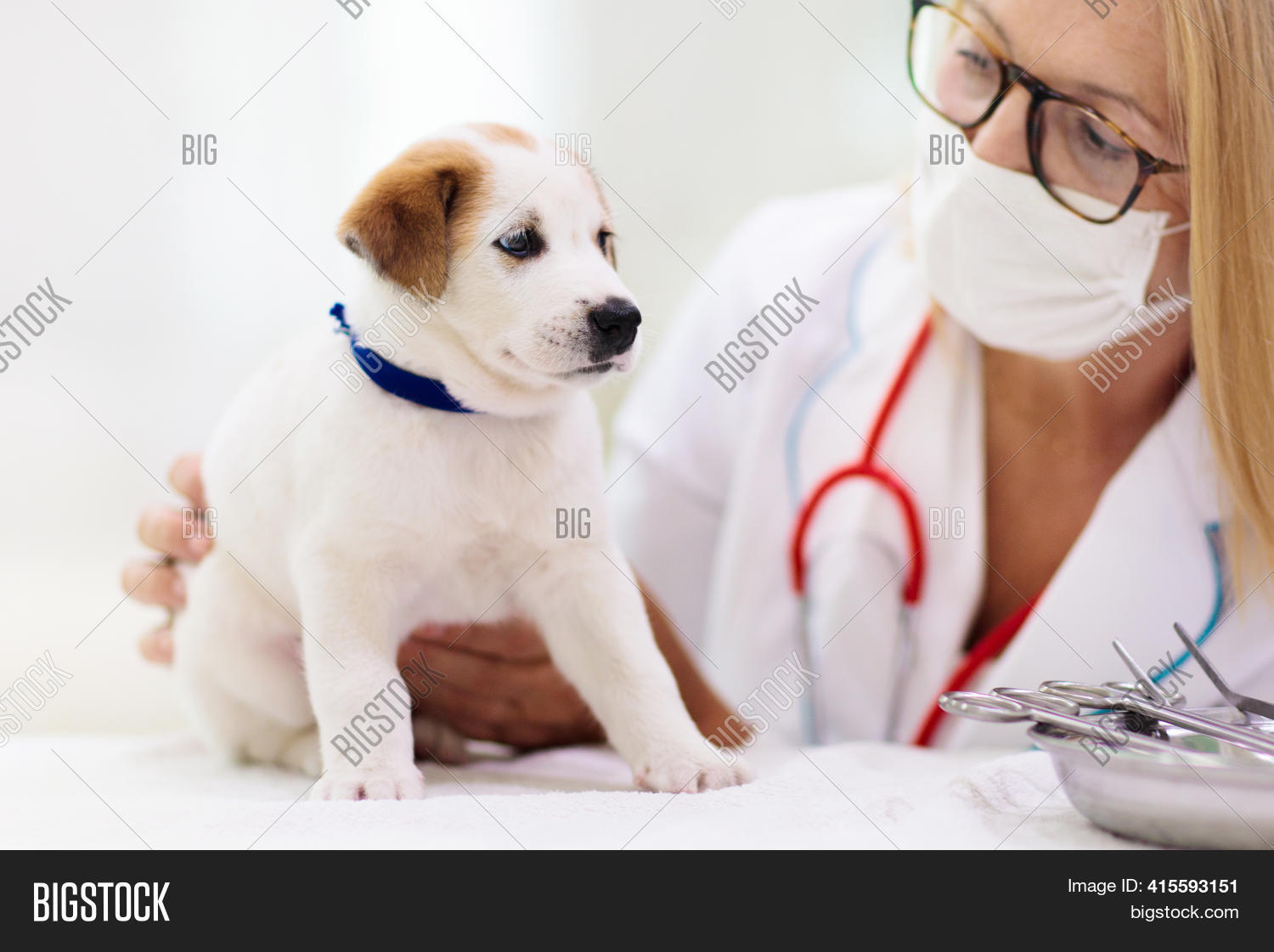 Vet Examining Dog. Image & Photo (Free Trial) | Bigstock