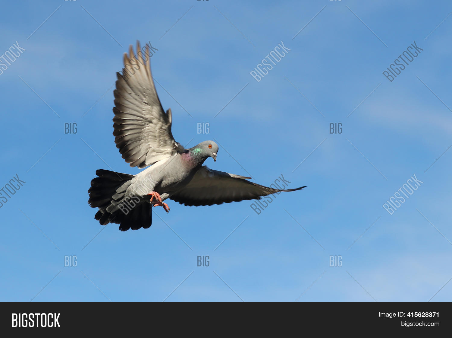 Feral Pigeon Wings Image & Photo (Free Trial) | Bigstock