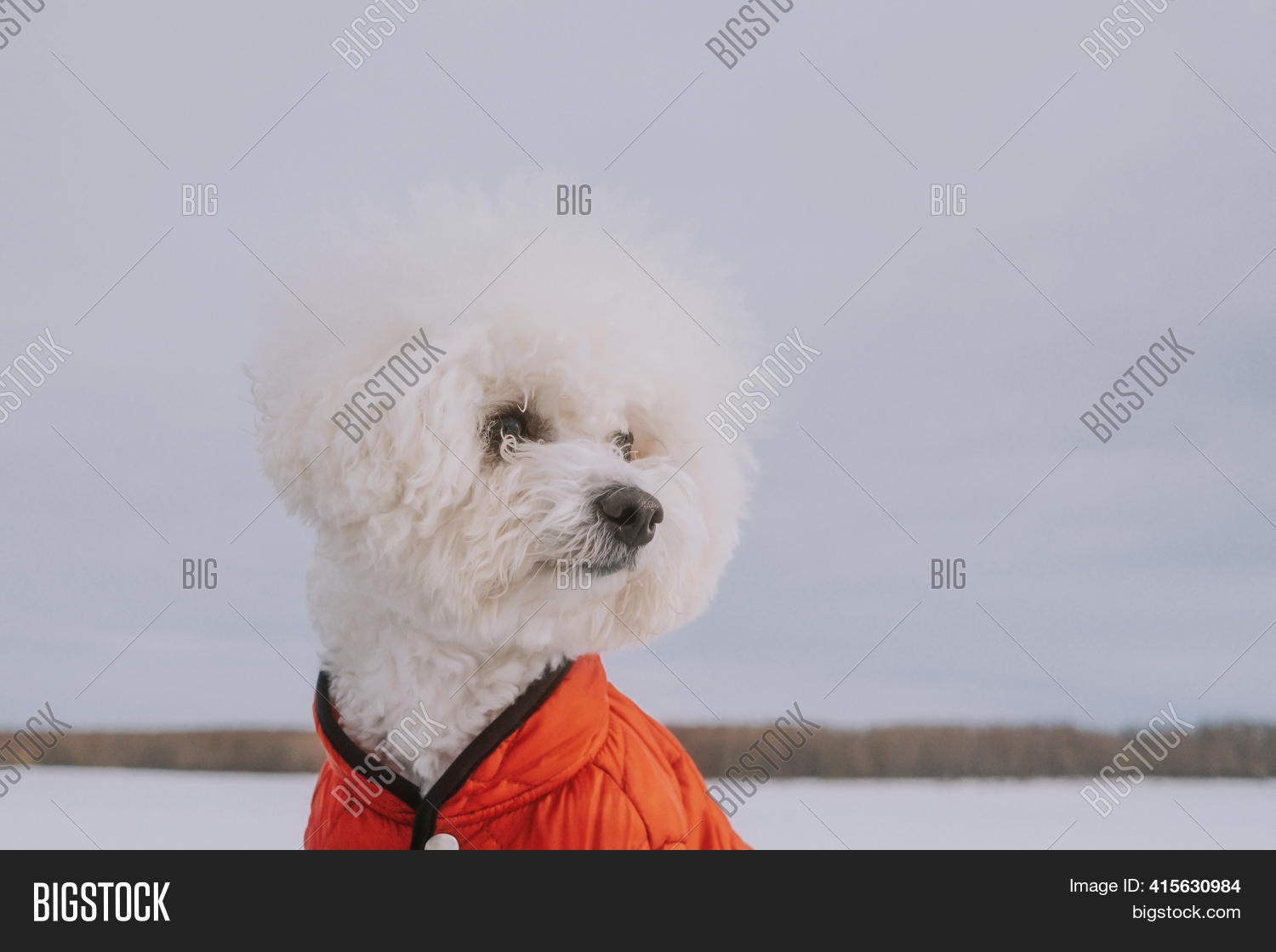 Bichon Frize Dog Red Image & Photo (Free Trial) | Bigstock