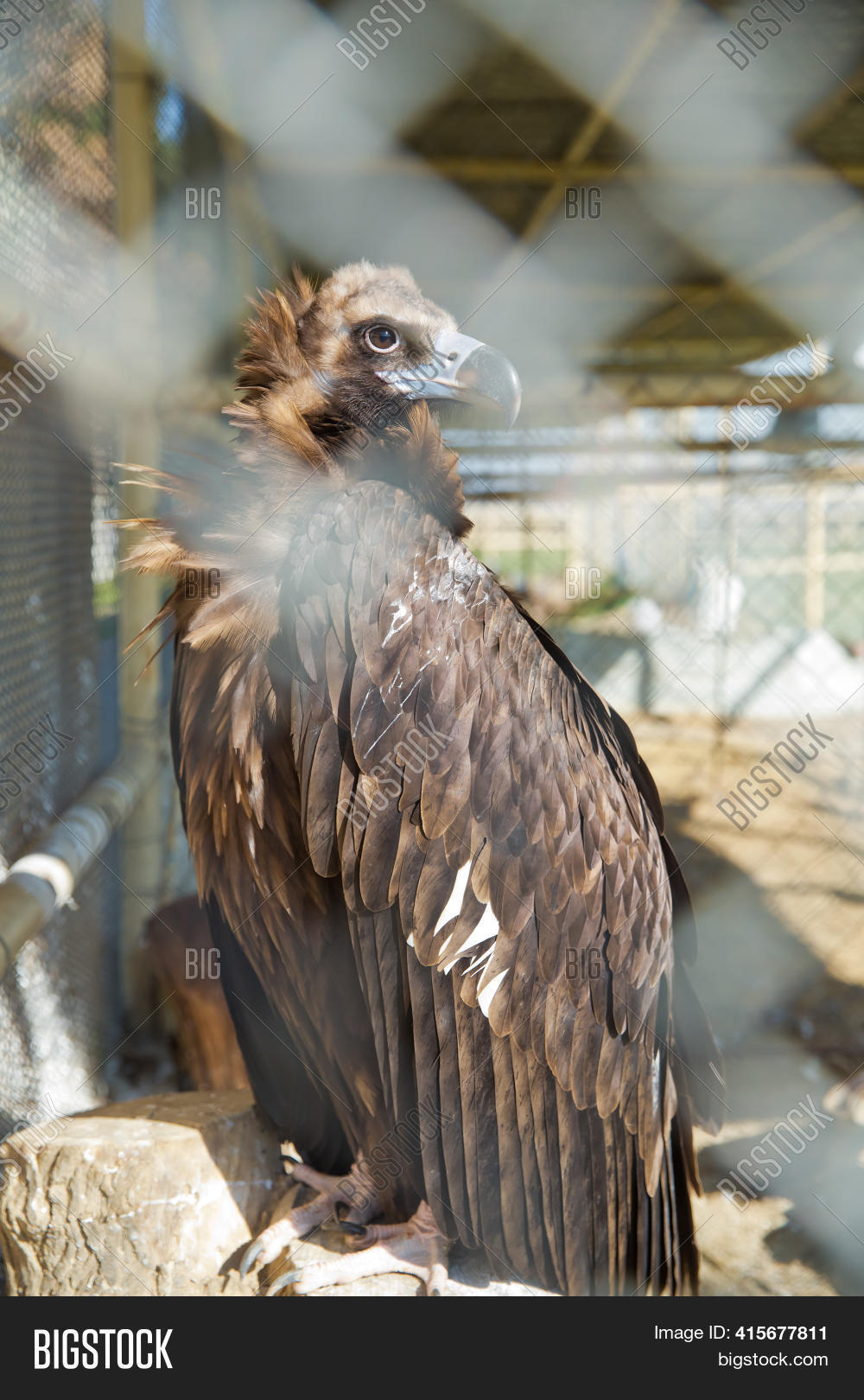Caged Eagle. Animal Image & Photo (Free Trial) | Bigstock
