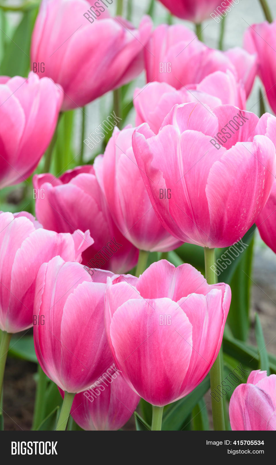 Beautiful Spring Pink Image & Photo (Free Trial) | Bigstock