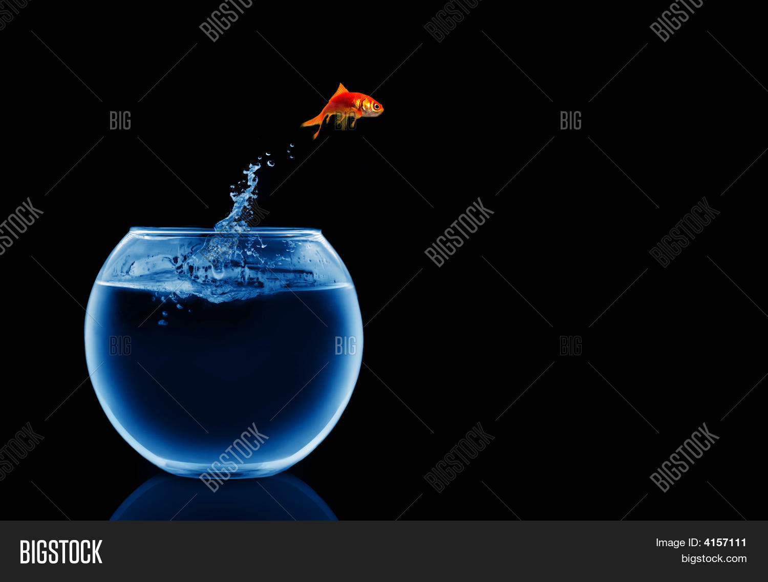 Goldfish Jumping Out Image & Photo (Free Trial) | Bigstock