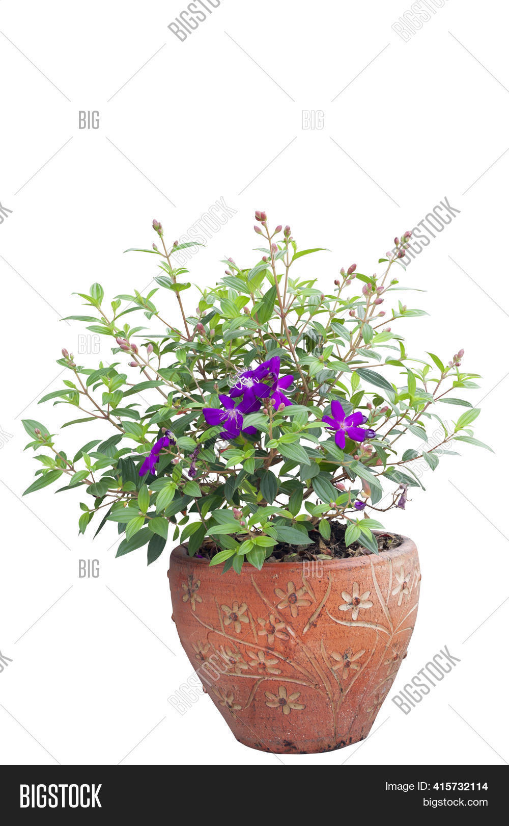 Purple Flower Malabar Image & Photo (Free Trial) | Bigstock