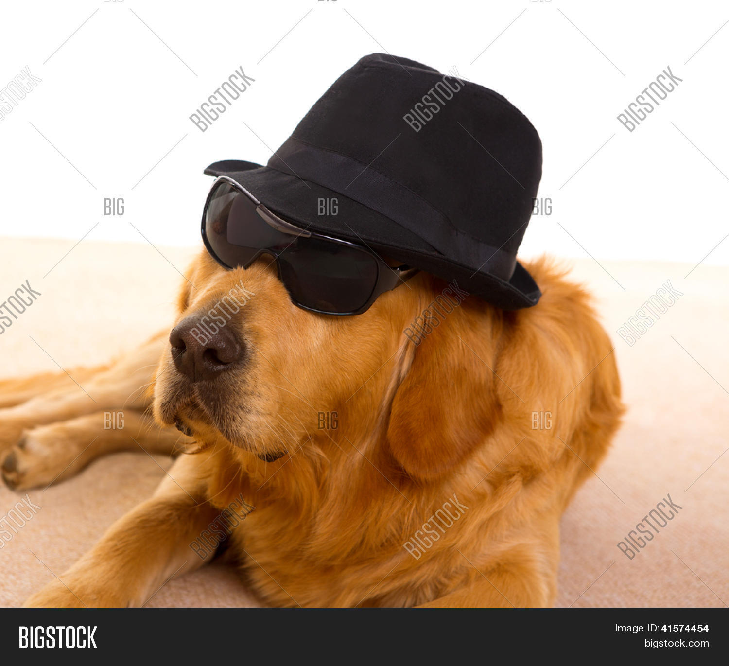 Dog Dressed Mafia Image & Photo (Free Trial) | Bigstock