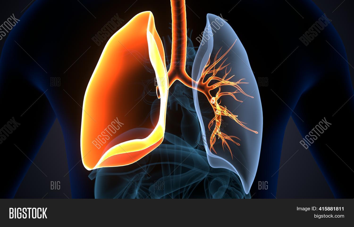 3d Illustration Human Image & Photo (Free Trial) | Bigstock