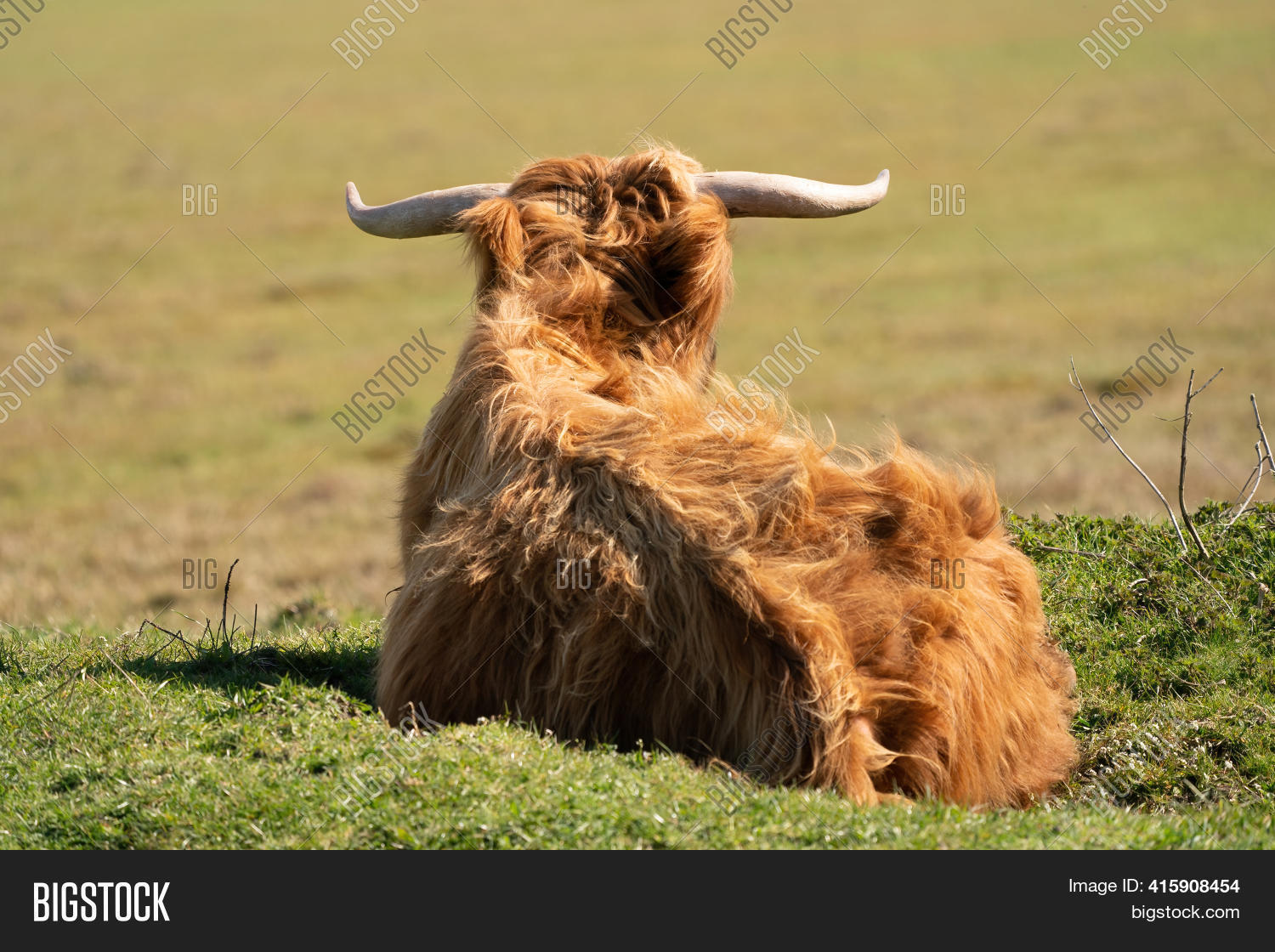 Scottish Highlander Image & Photo (Free Trial) | Bigstock