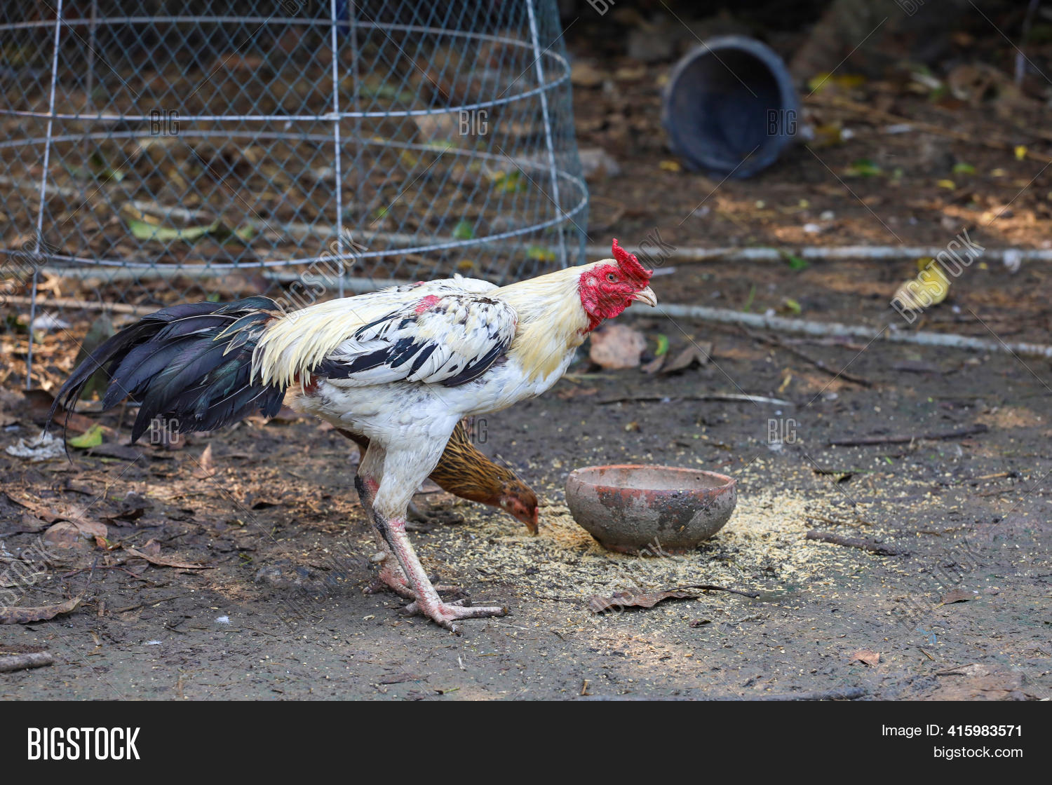Family Fighting Hen Image & Photo (Free Trial) | Bigstock