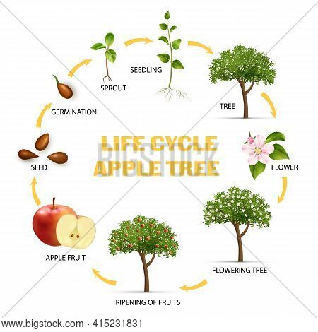 Apple Tree Life Cycle Vector & Photo (Free Trial) | Bigstock