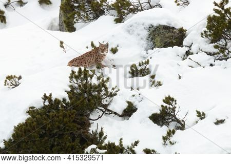Eurasian Lynx Stalking Image & Photo (Free Trial) | Bigstock