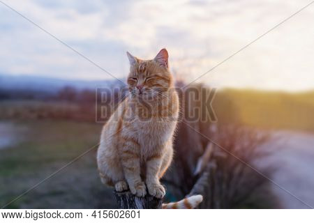 Orange Cat Sits On Image & Photo (Free Trial) | Bigstock