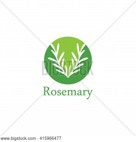 Rosemary Leaf Vector Vector & Photo (Free Trial) | Bigstock