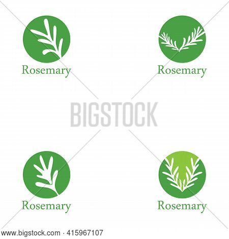 Rosemary Leaf Vector Vector & Photo (Free Trial) | Bigstock