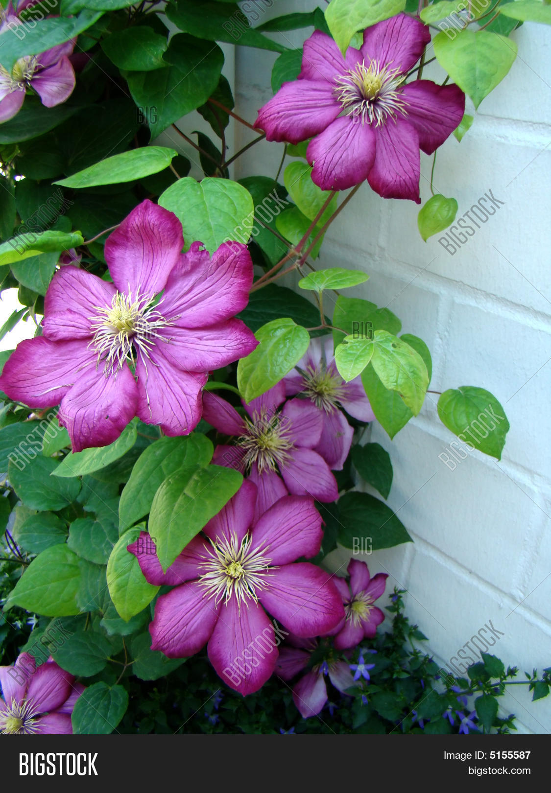 Clematis Against Wall Image & Photo (Free Trial) | Bigstock