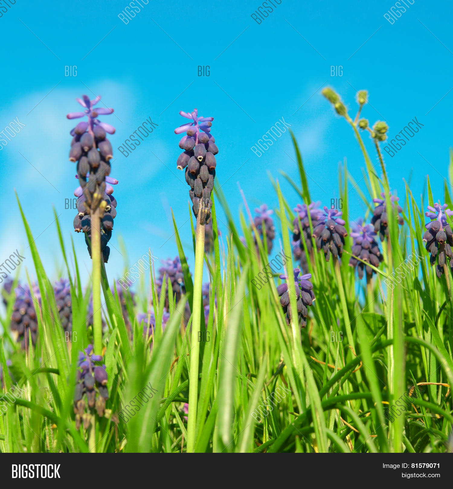 Blue Flowers Grape Image & Photo (Free Trial) | Bigstock