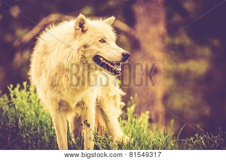 Alpha Wolf Images, Illustrations & Vectors (Free) - Bigstock