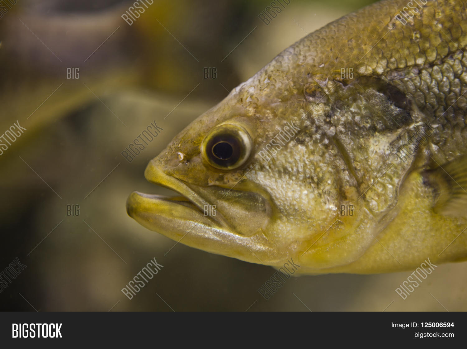 Largemouth Bass Image & Photo (Free Trial) | Bigstock