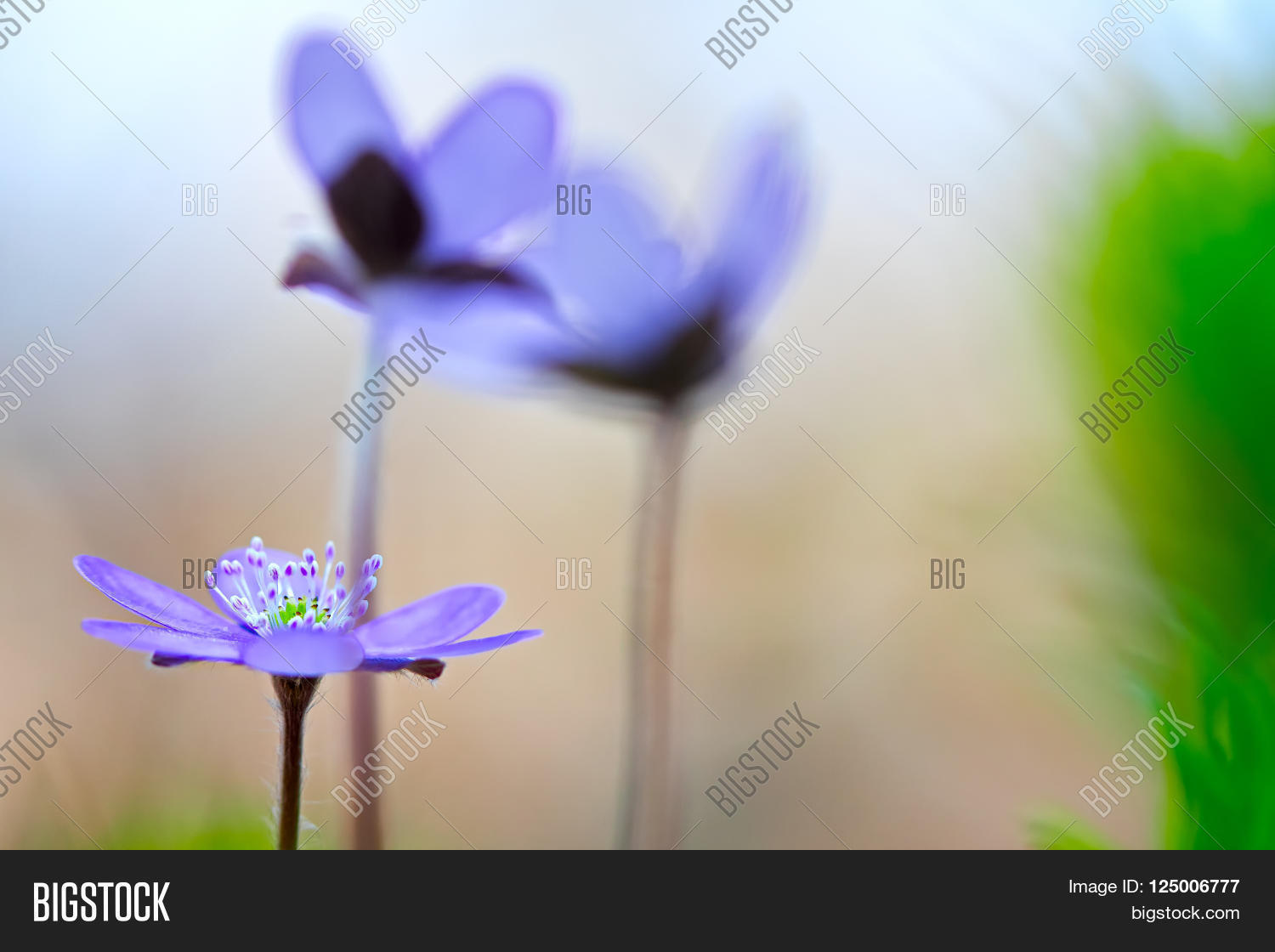 Blue Spring Wild Image & Photo (Free Trial) | Bigstock