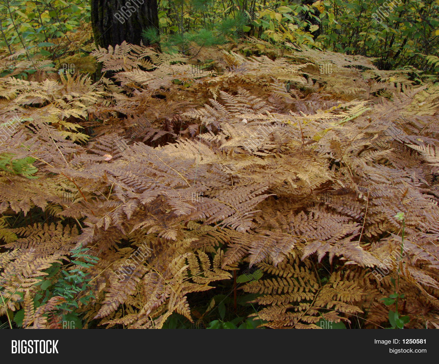 Autumn Ferns Image & Photo (Free Trial) | Bigstock