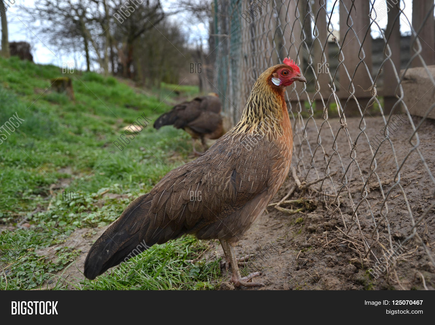 Phoenix Chicken Image & Photo (Free Trial) | Bigstock