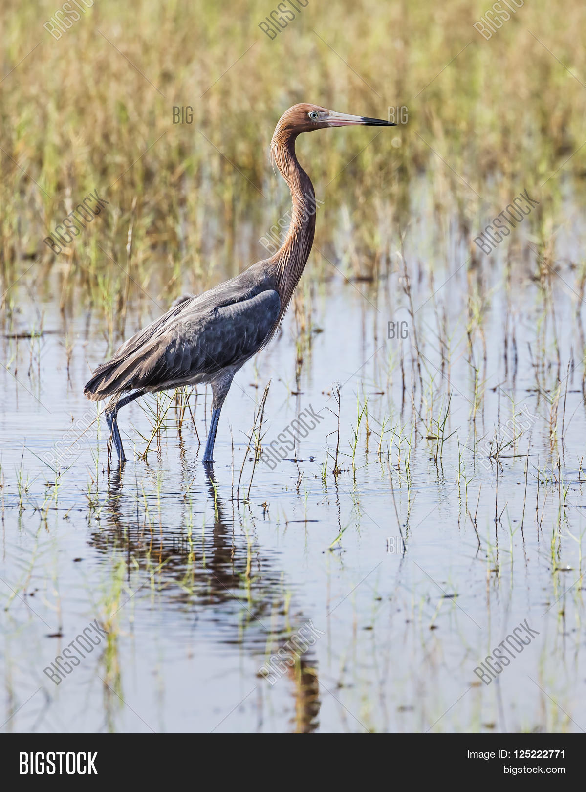 Reddish Heron Stands Image & Photo (Free Trial) | Bigstock