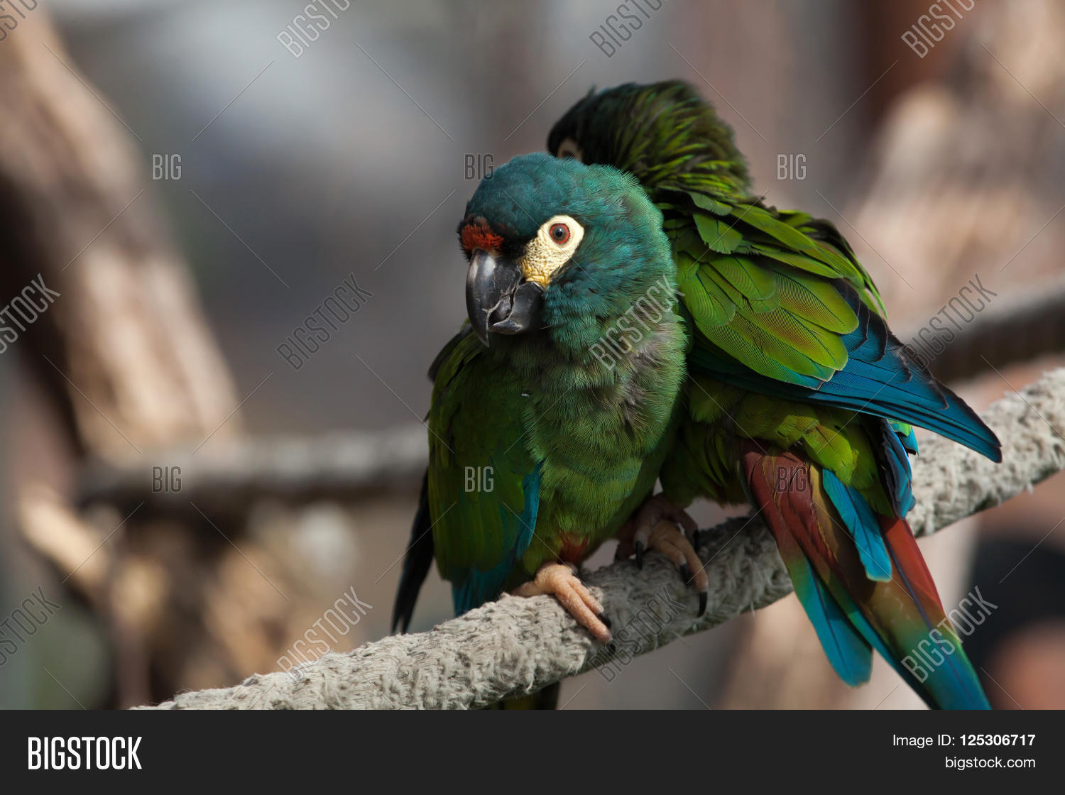 Blue-winged Macaw ( Image & Photo (Free Trial) | Bigstock