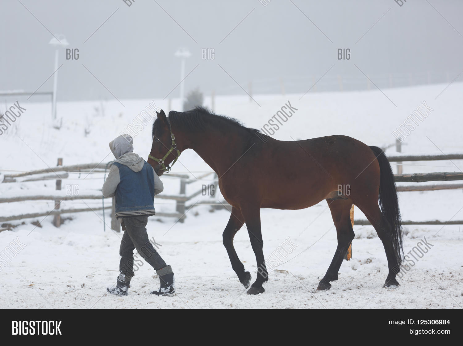 Stableman Leads Horse Image & Photo (Free Trial) | Bigstock