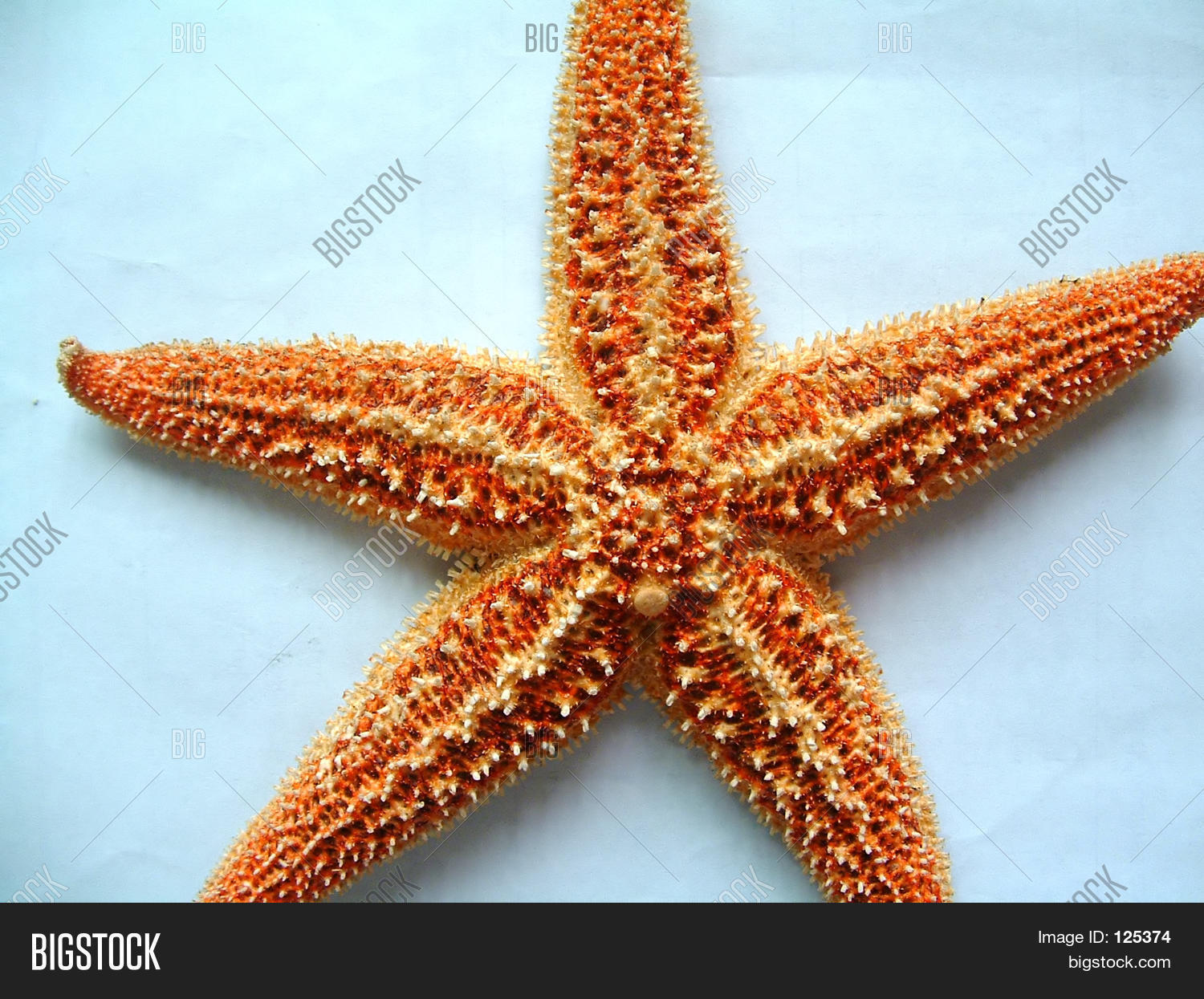 Meritähti Kuva ja valokuva (ilmainen kokeilu) | Bigstock