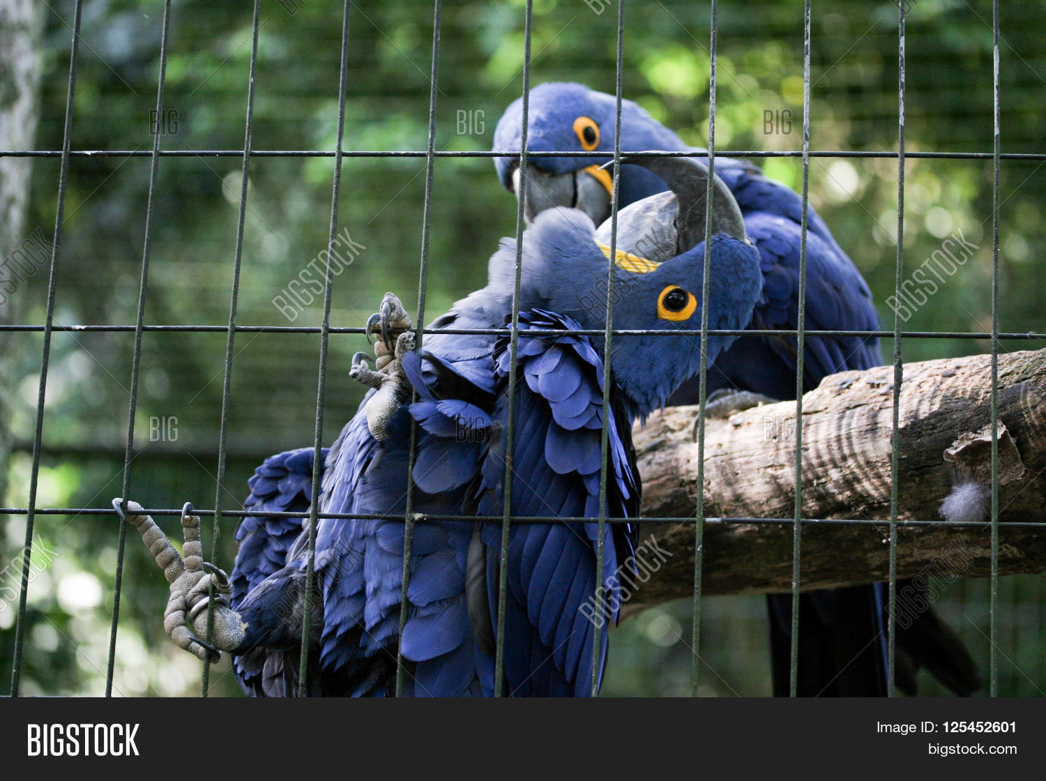 Blue Araras Parrots Image & Photo (Free Trial) | Bigstock