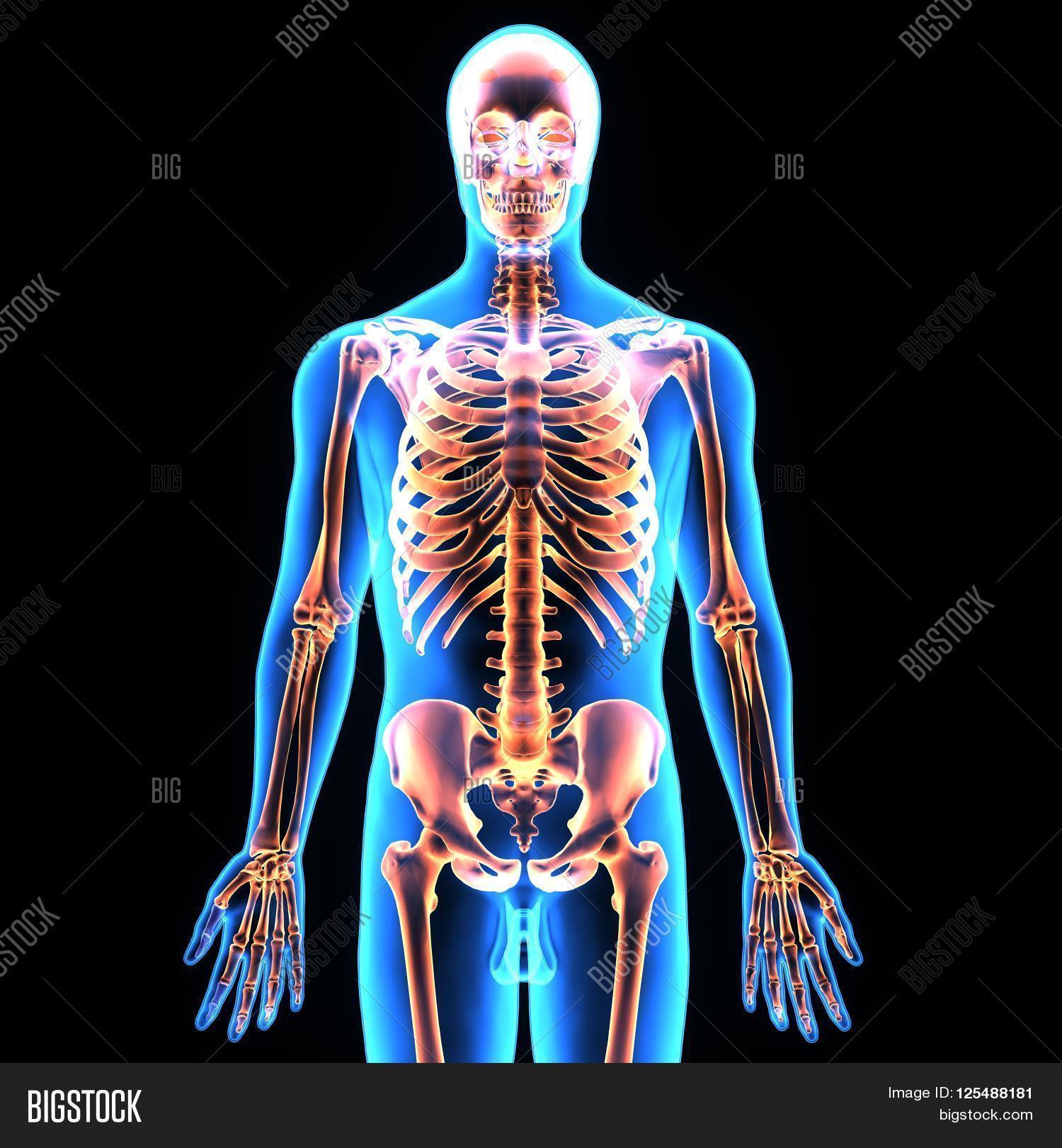 Human Skeleton Human Image & Photo (Free Trial) | Bigstock