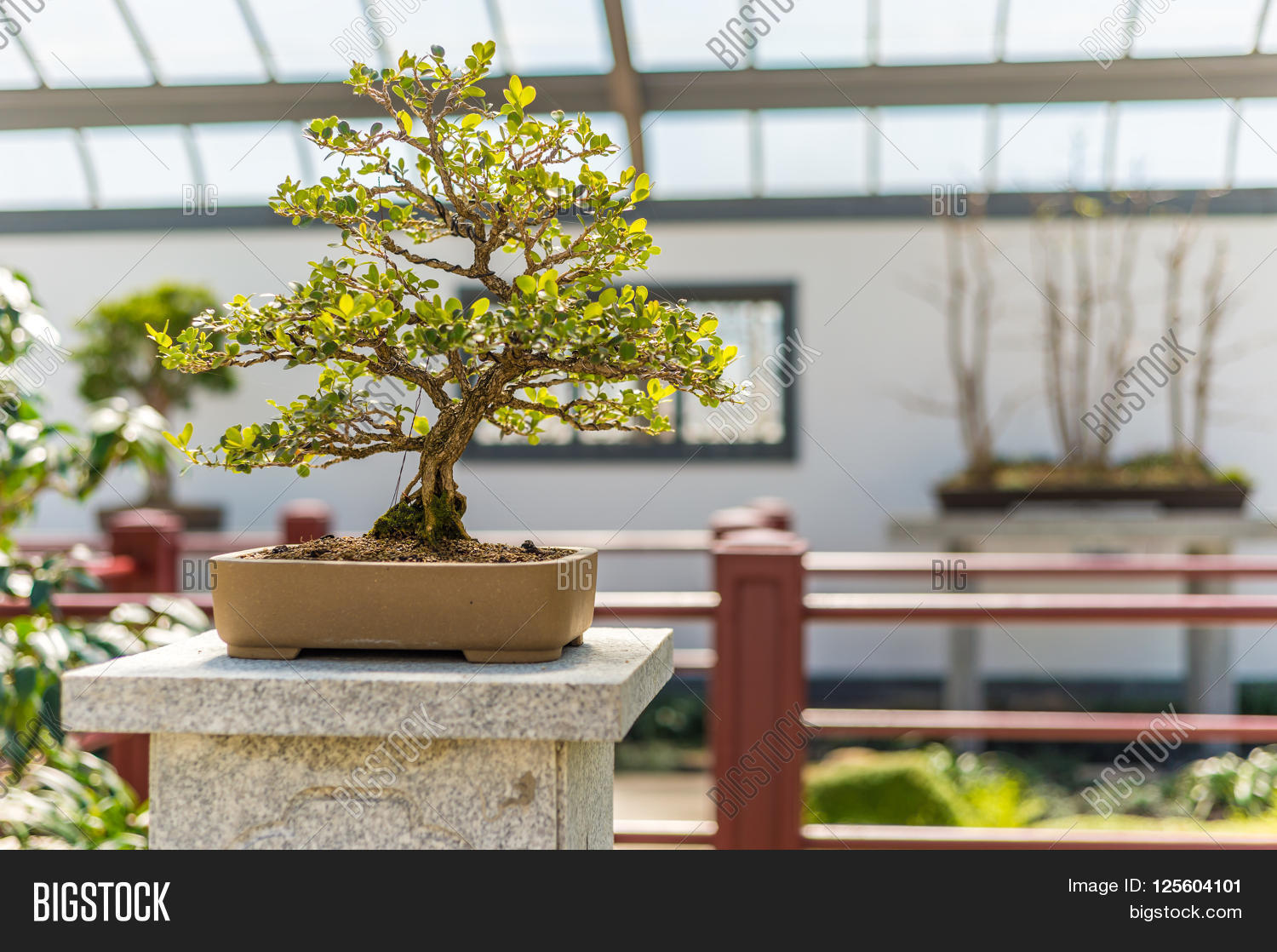 Chinese Boxwood Bonsai Image & Photo (Free Trial) | Bigstock