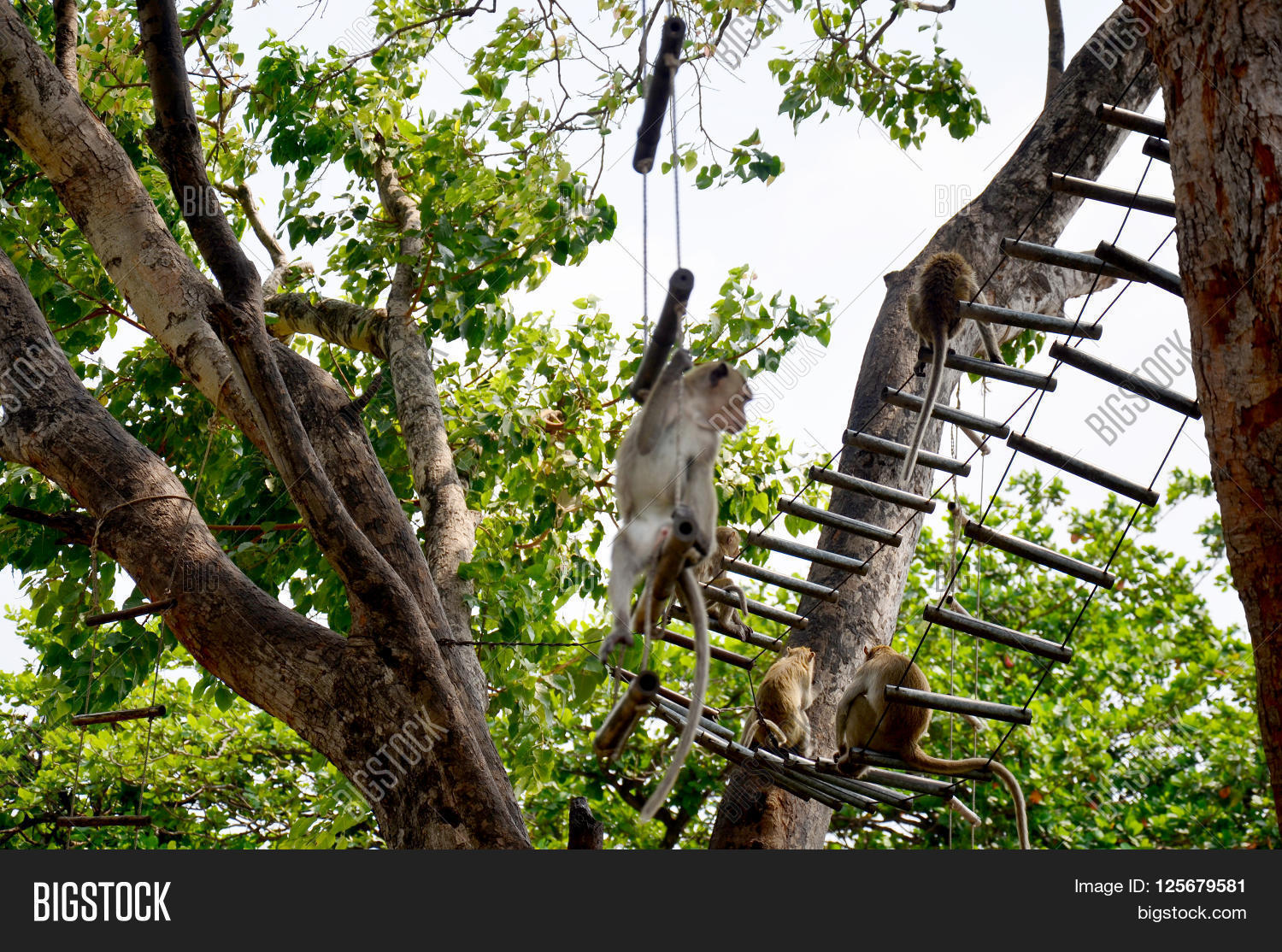 Monkeys Playing Garden Image & Photo (Free Trial) | Bigstock