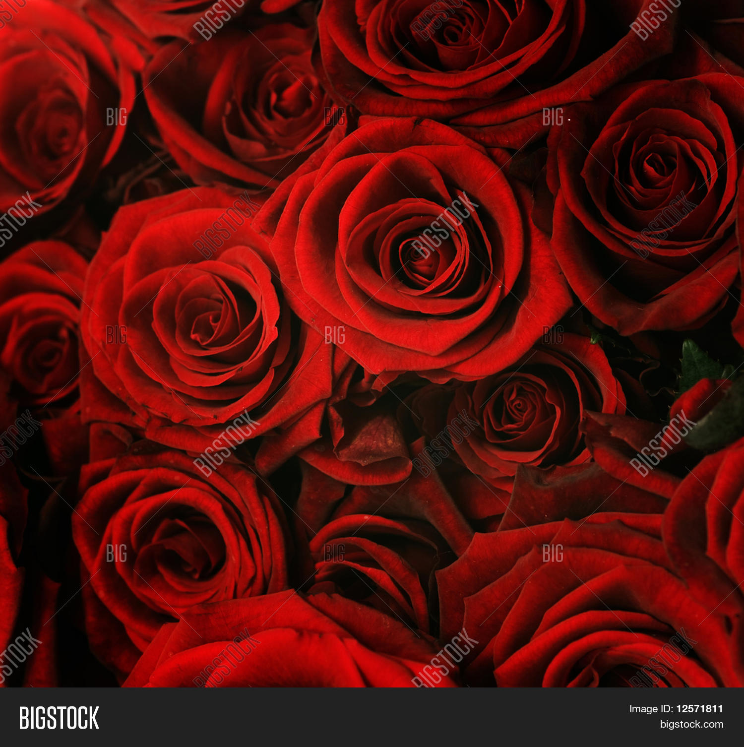 Dark Red Roses Image & Photo (Free Trial) | Bigstock