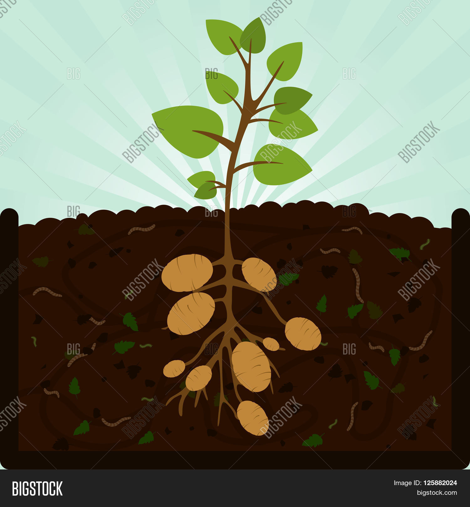 Planting Potatoes Vector & Photo (Free Trial) | Bigstock