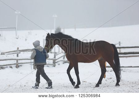 Stableman Leads Horse Image & Photo (Free Trial) | Bigstock