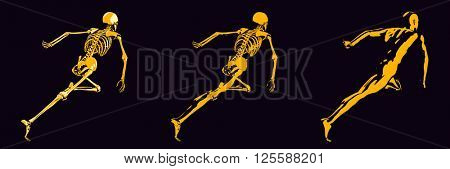 Human Bone Structure Image & Photo (Free Trial) | Bigstock