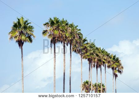 Row Palm Trees Image & Photo (Free Trial) | Bigstock
