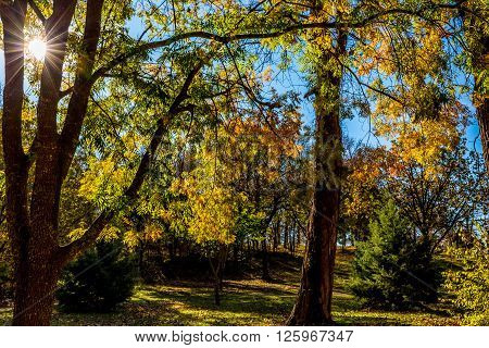 Peaceful Autumn Trees Image & Photo (Free Trial) | Bigstock